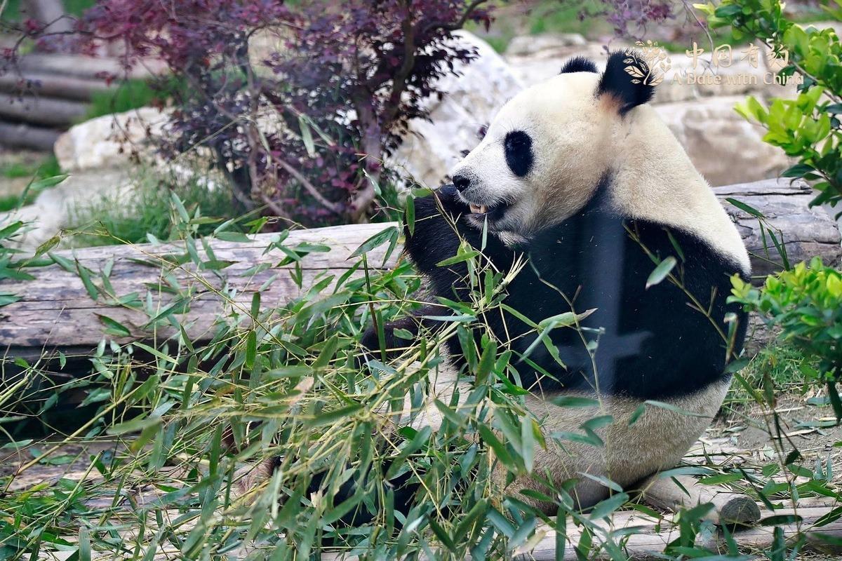 Meeting giant pandas