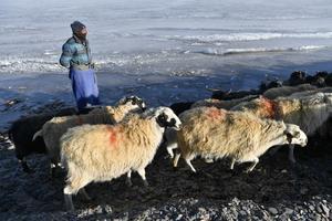 Sheep cross frozen lake from island pastures