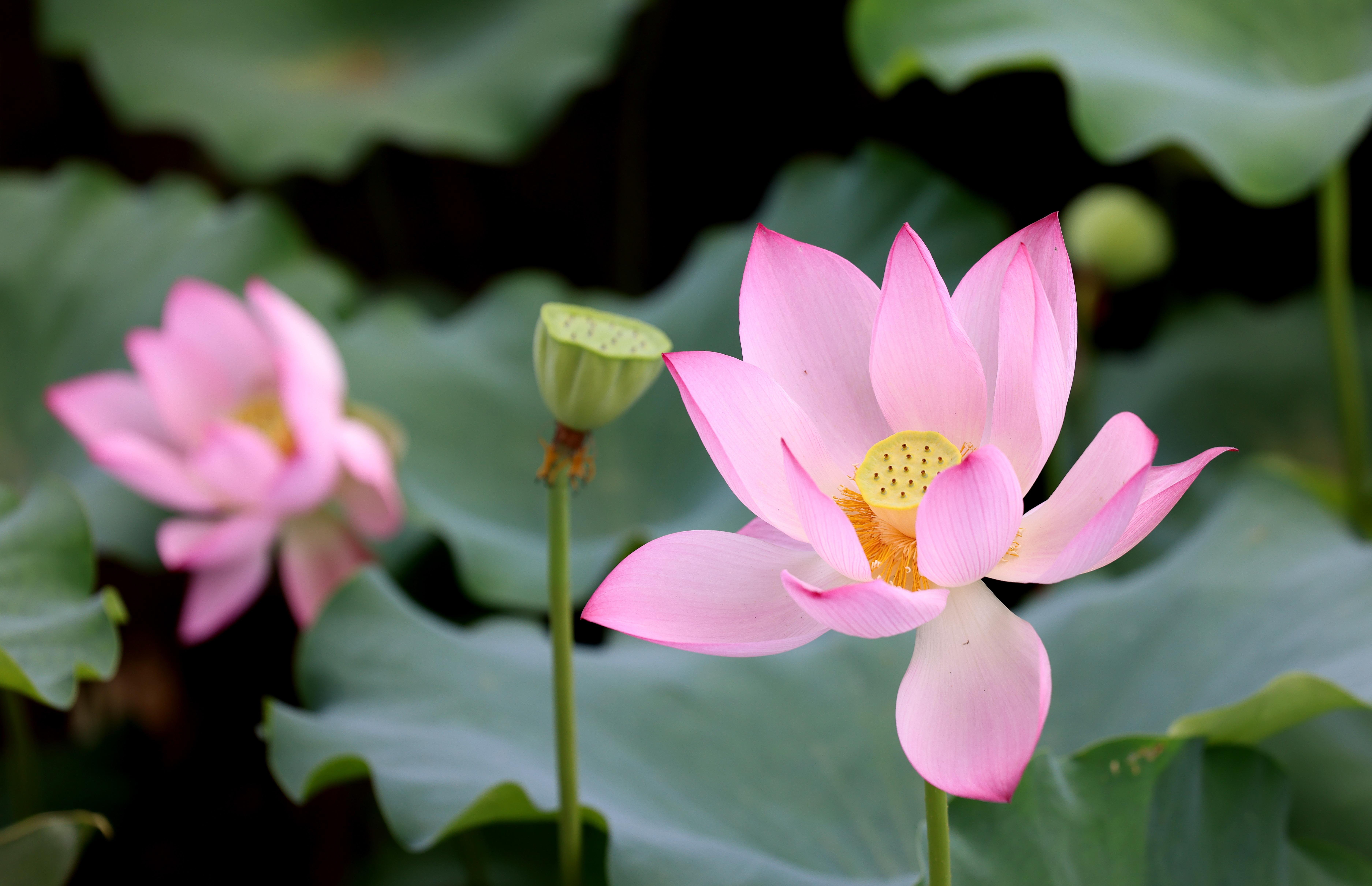 Gorgeous lotuses in bloom