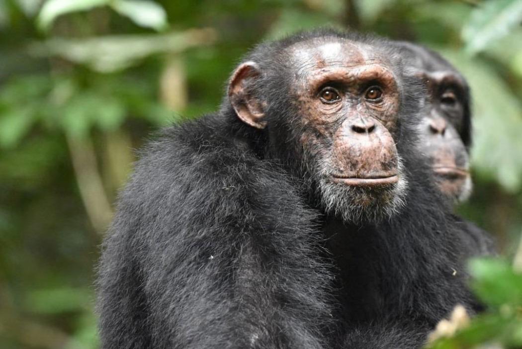 Chimpanzees seen using human-like warfare tactic
