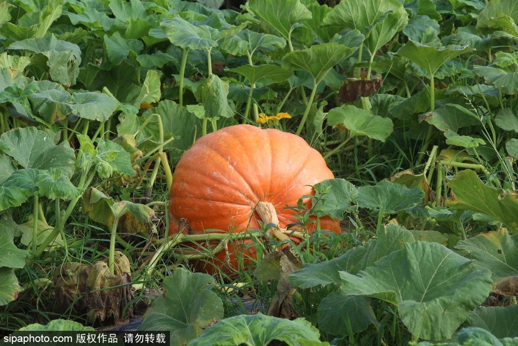 24 Solar Terms: 8 things you may not know about Start of Winter