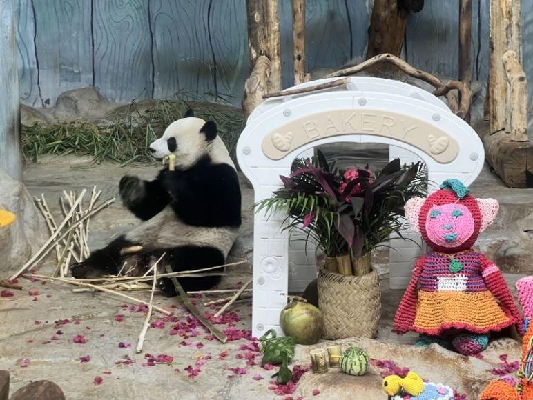 Celebration ceremony held for giant pandas in Hainan