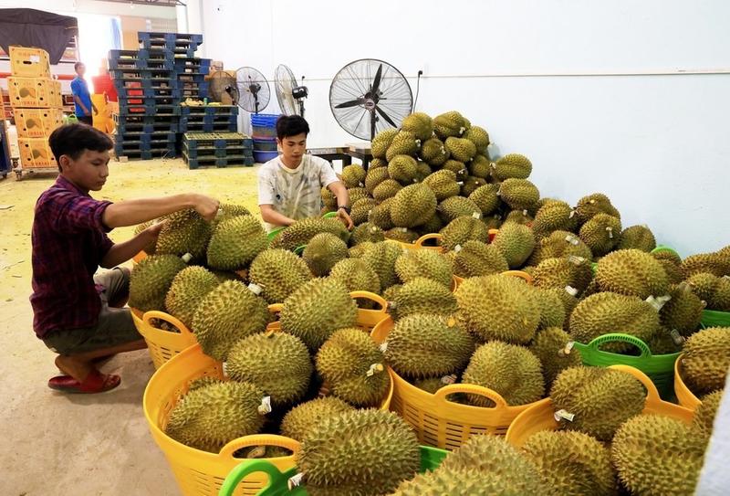 Vietnam's farm produce exports to China record speedy growth