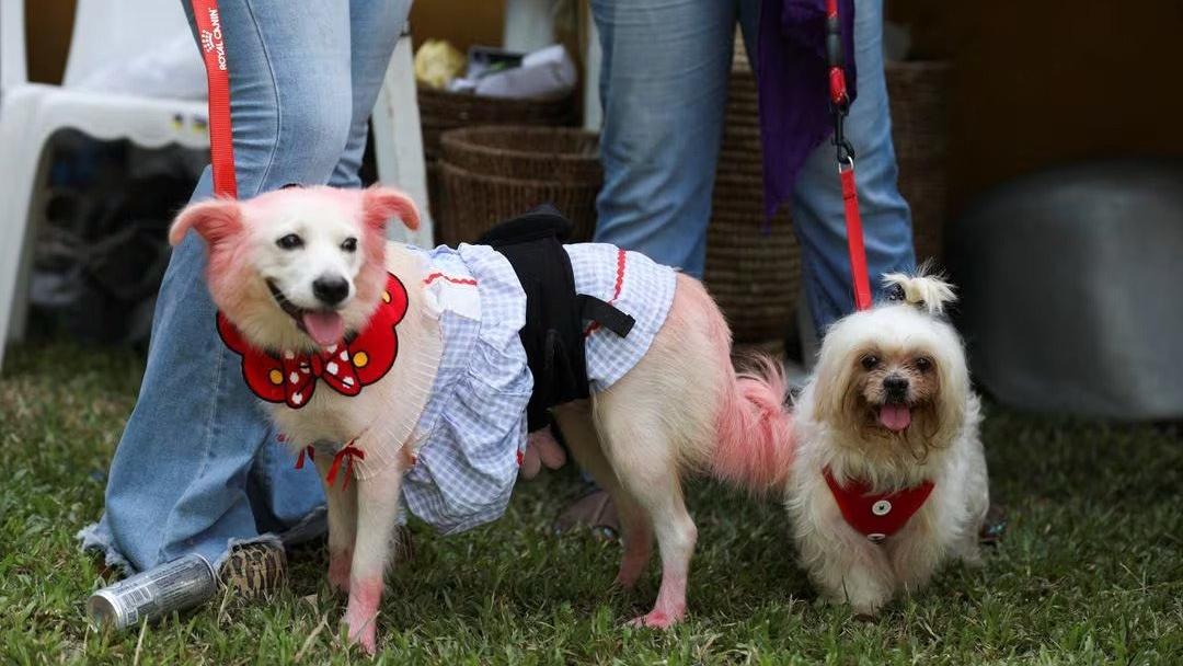 Dogs go for the traditional look