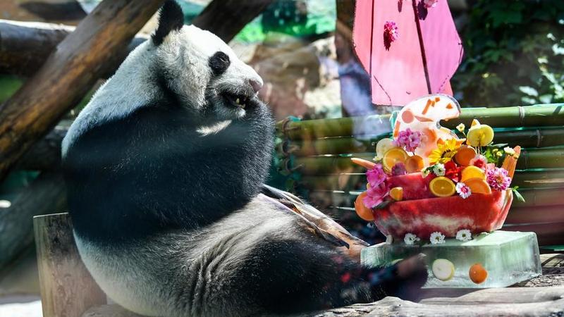 Russia's first panda cub named Katyusha