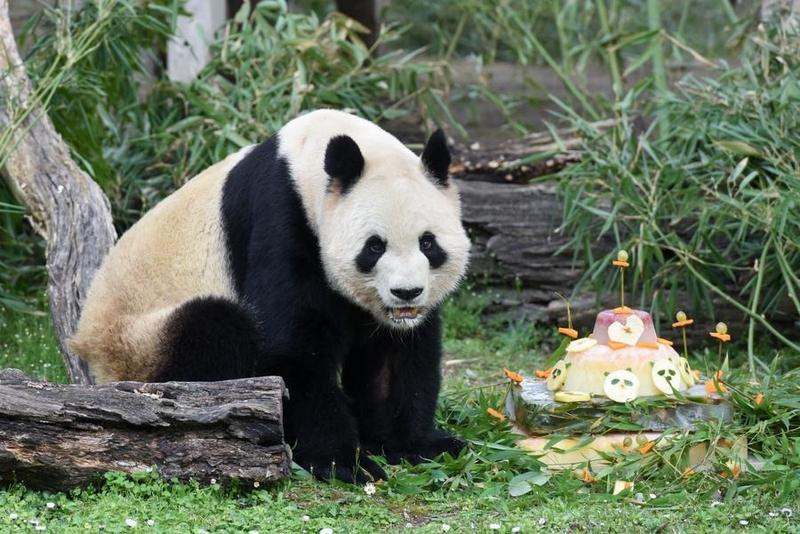 Giant panda family back home from Spain