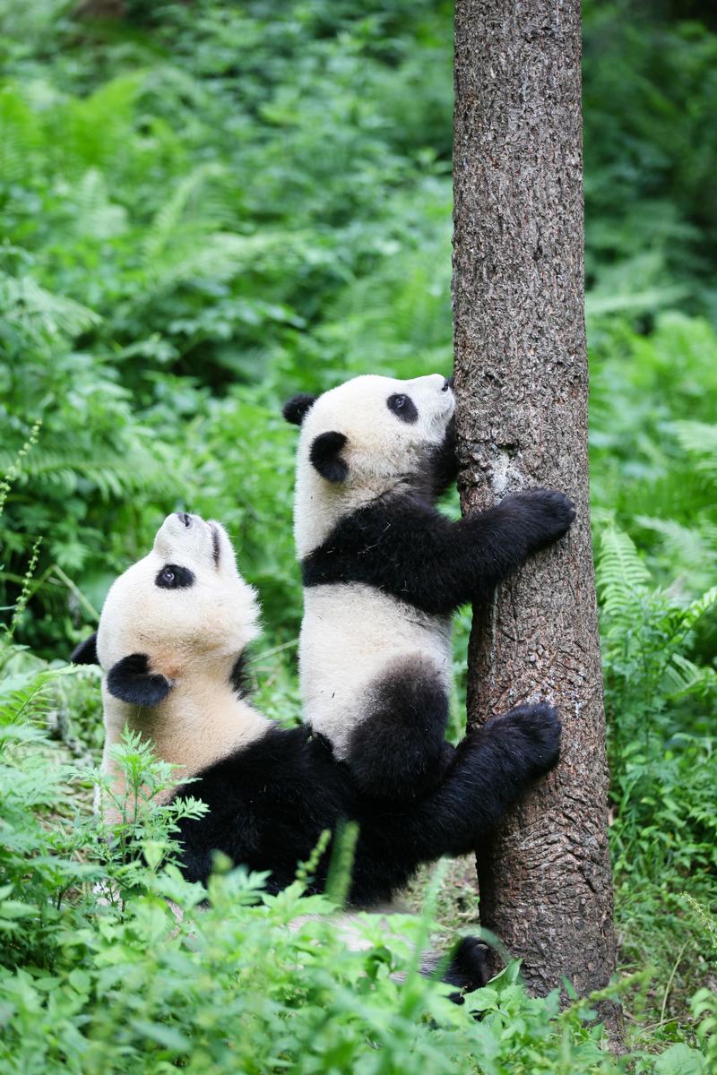 A rewilding adventure