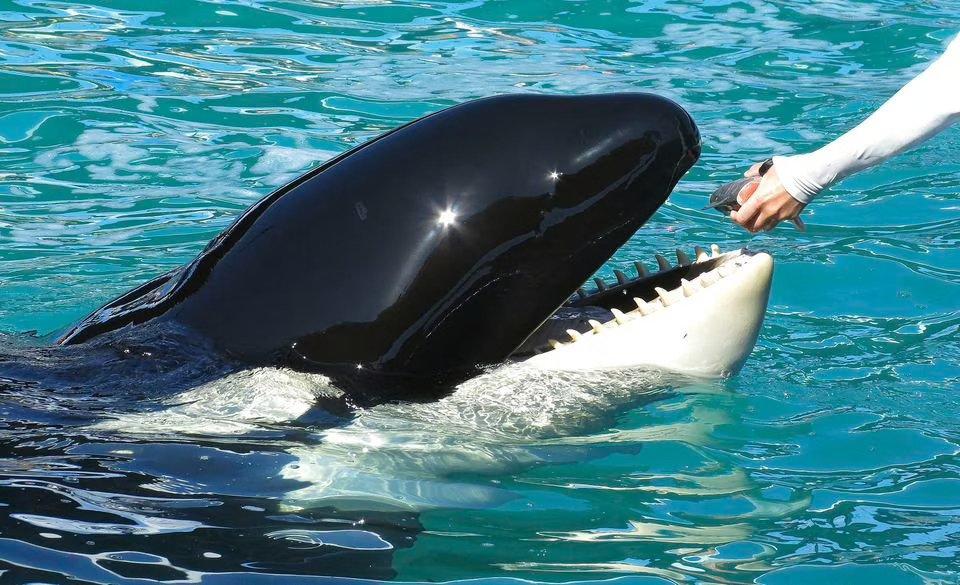 Florida aquarium to release orca after 50-plus yrs in captivity