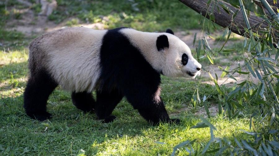 Returned US-born giant panda meets public in China