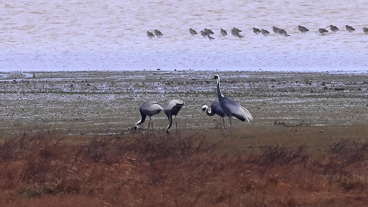 Researchers track rare water bird's movements