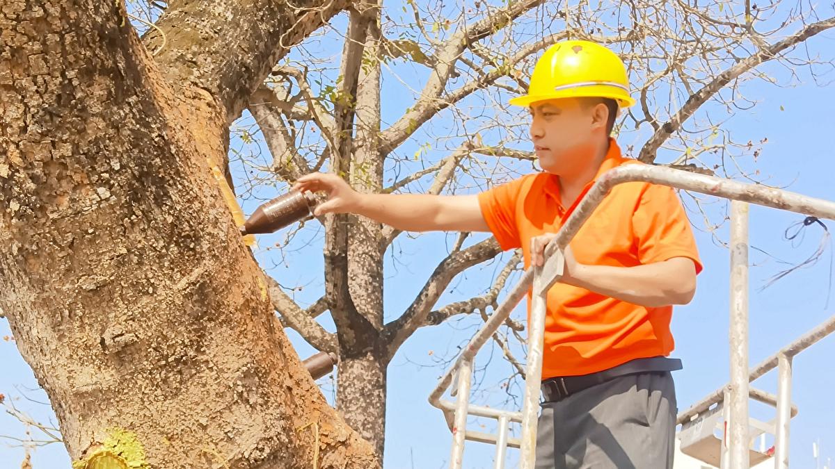 Tree doctors help preserve city’s natural legacy