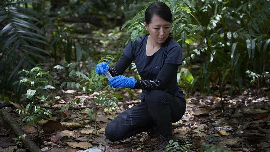 How her work in saving monkeys is protecting a part of Singapore's heritage