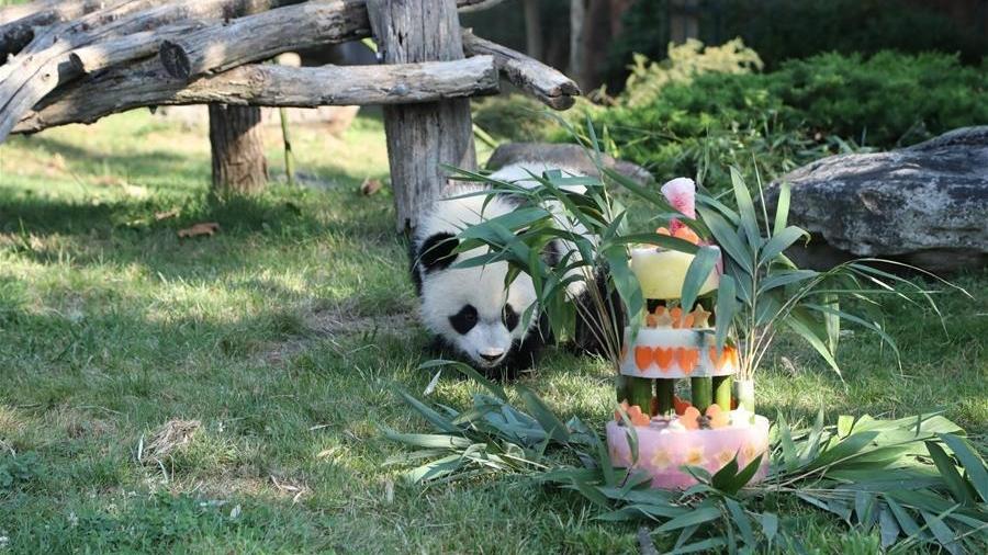 Chengdu ready to welcome giant panda from France