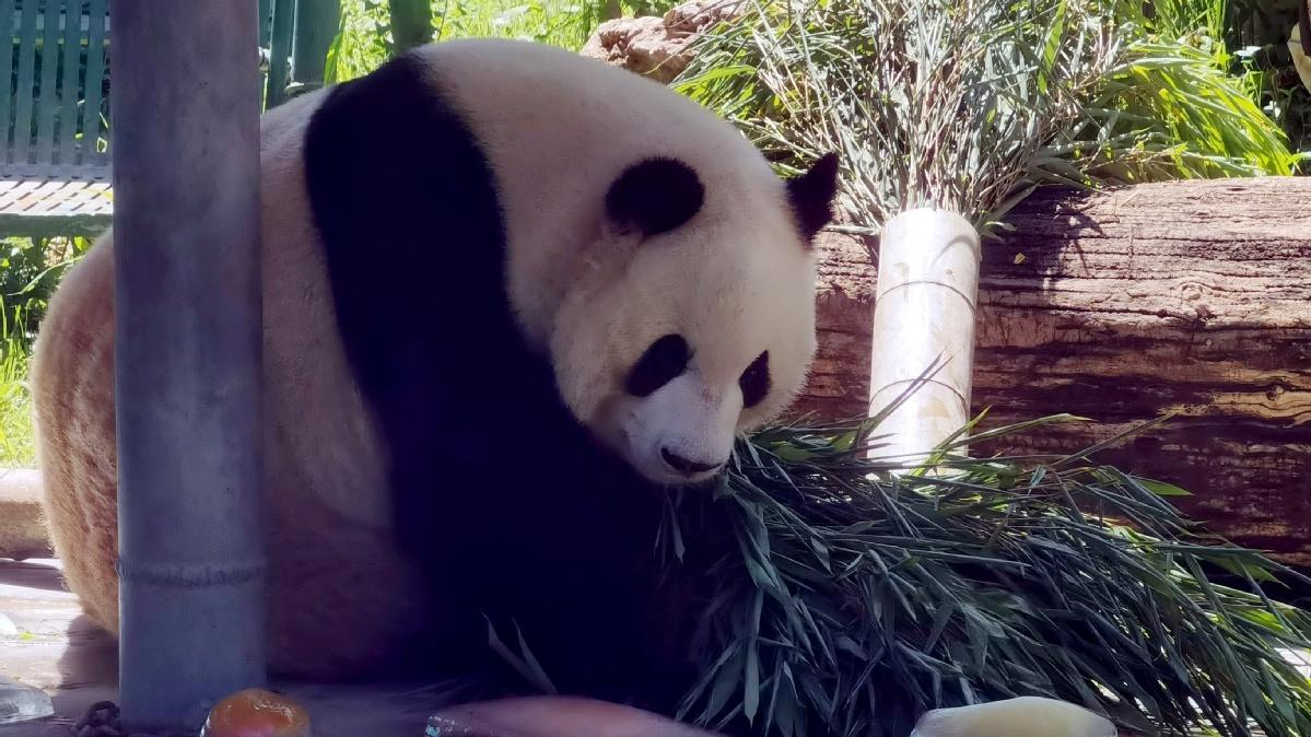 Wishes pour in as Beijing Zoo's celebrity panda turns 8