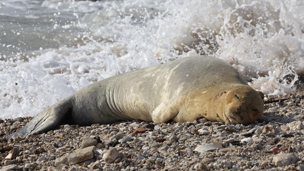 Holy cow! Endangered seal draws dozens to Jaffa shore