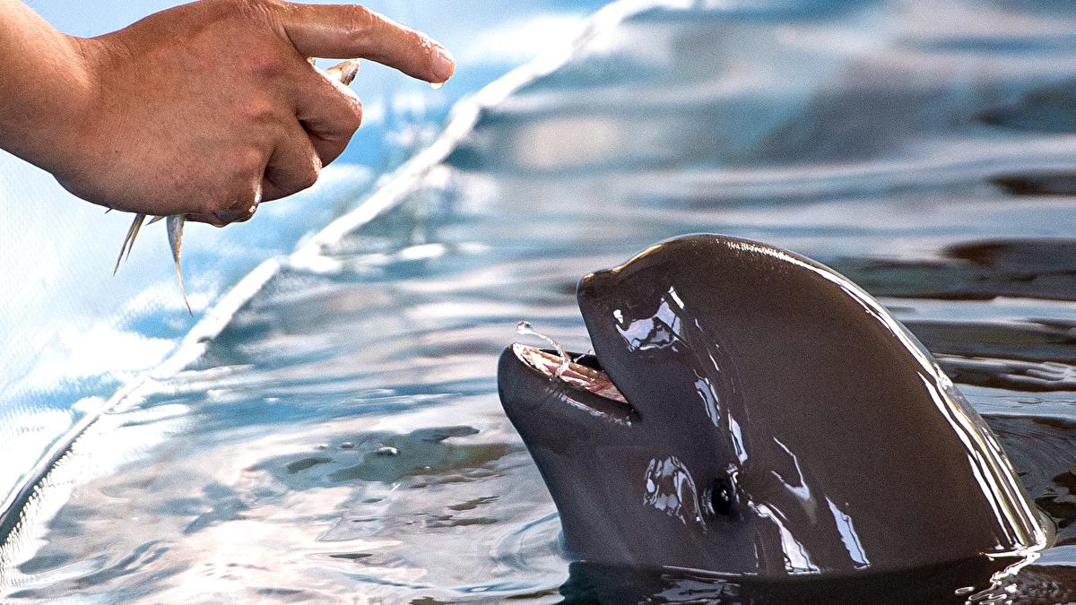 Making 'Smiling Angels' smile again