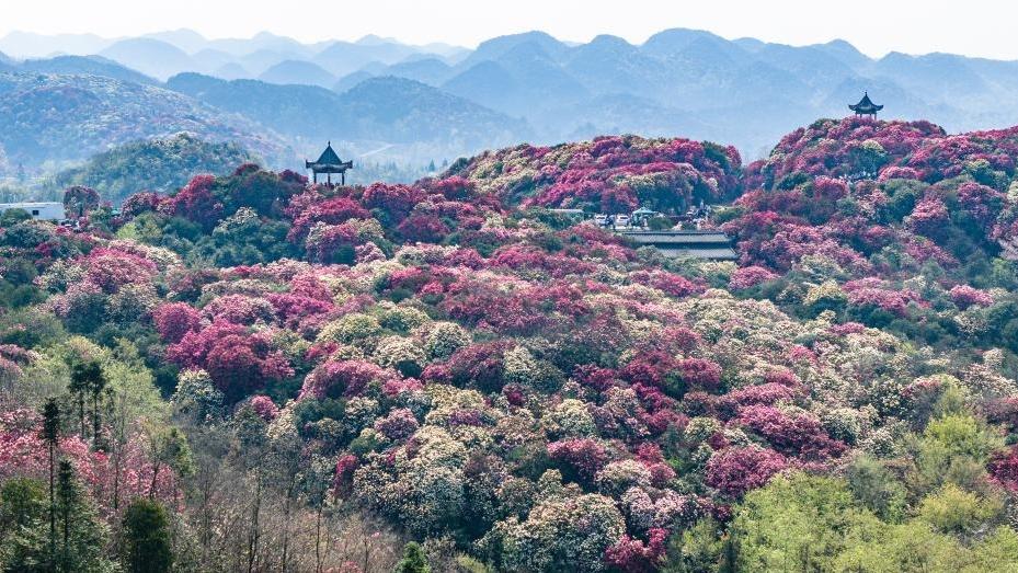 Spring scenery of azalea scenic area in Bijie, SW China