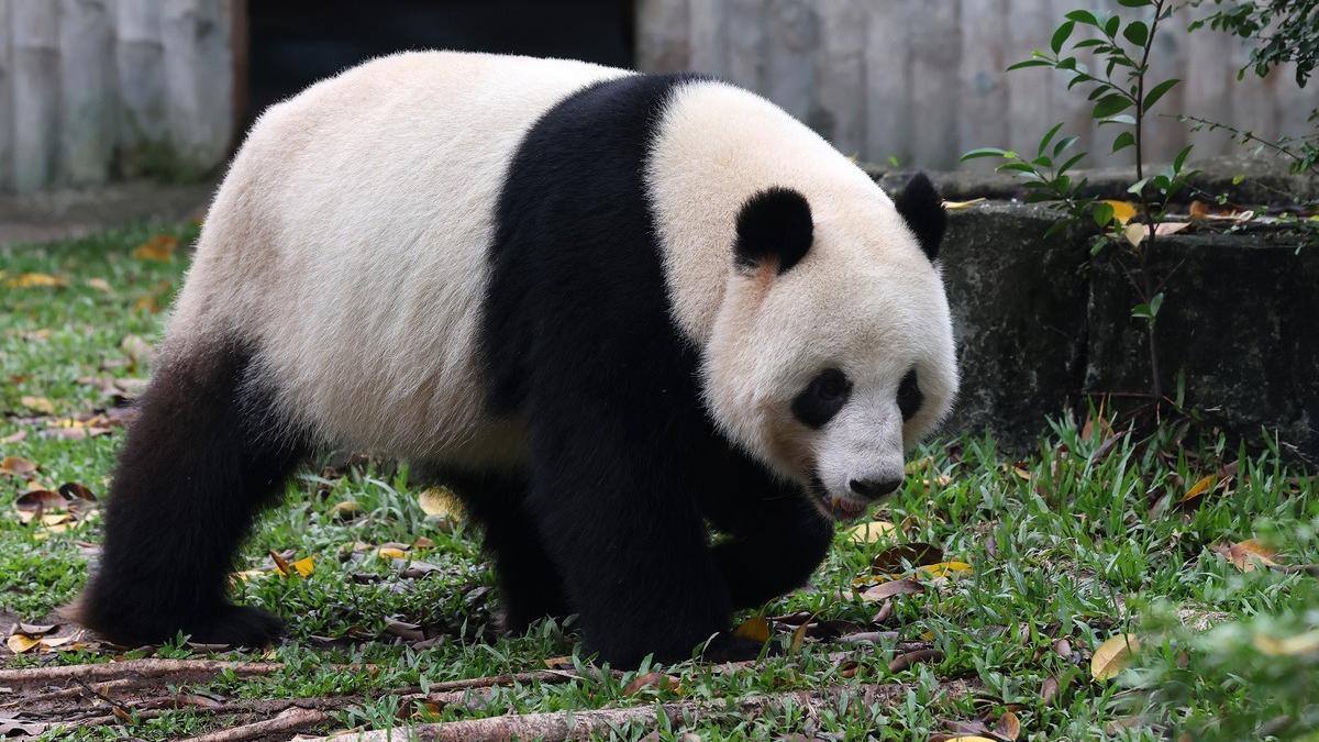 Giant panda put on a show