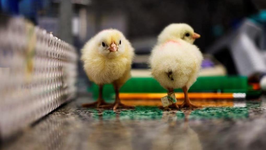 Tech rescue for male chicks