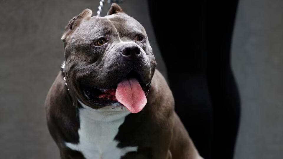 Dutch weigh law to ban cruelly overbred pets