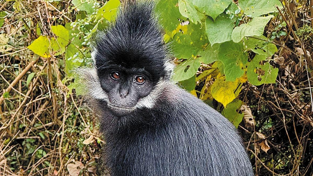 Rare primates on the rise in karst mountains