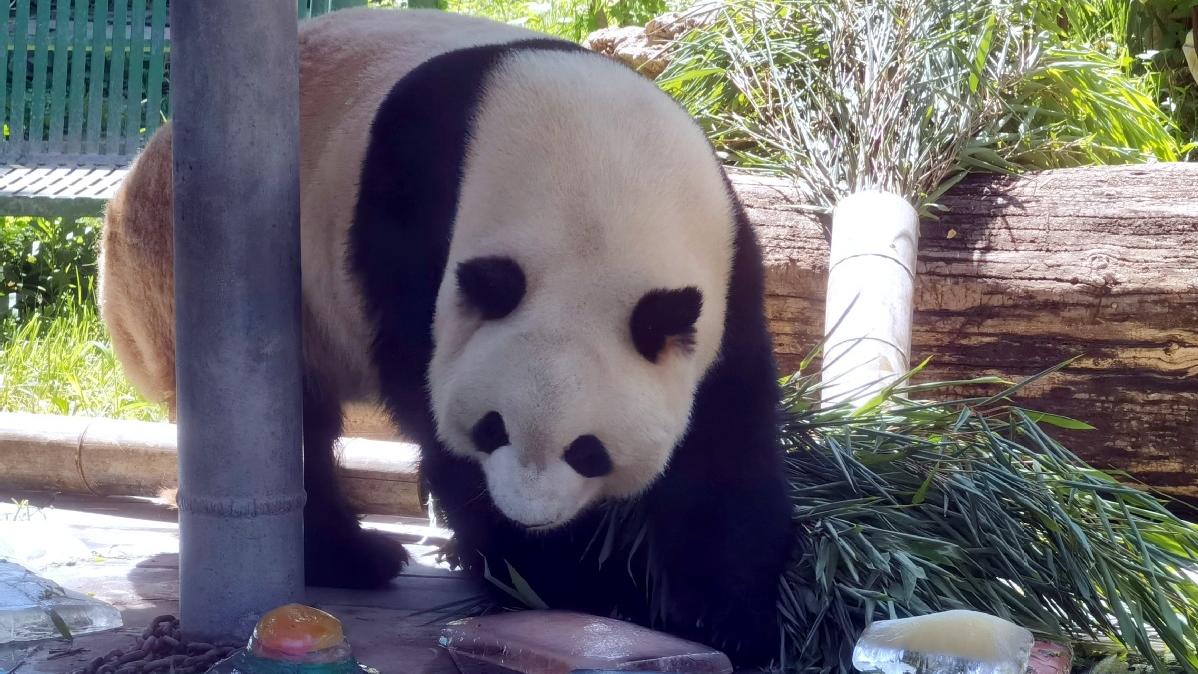 New panda conservation center coming