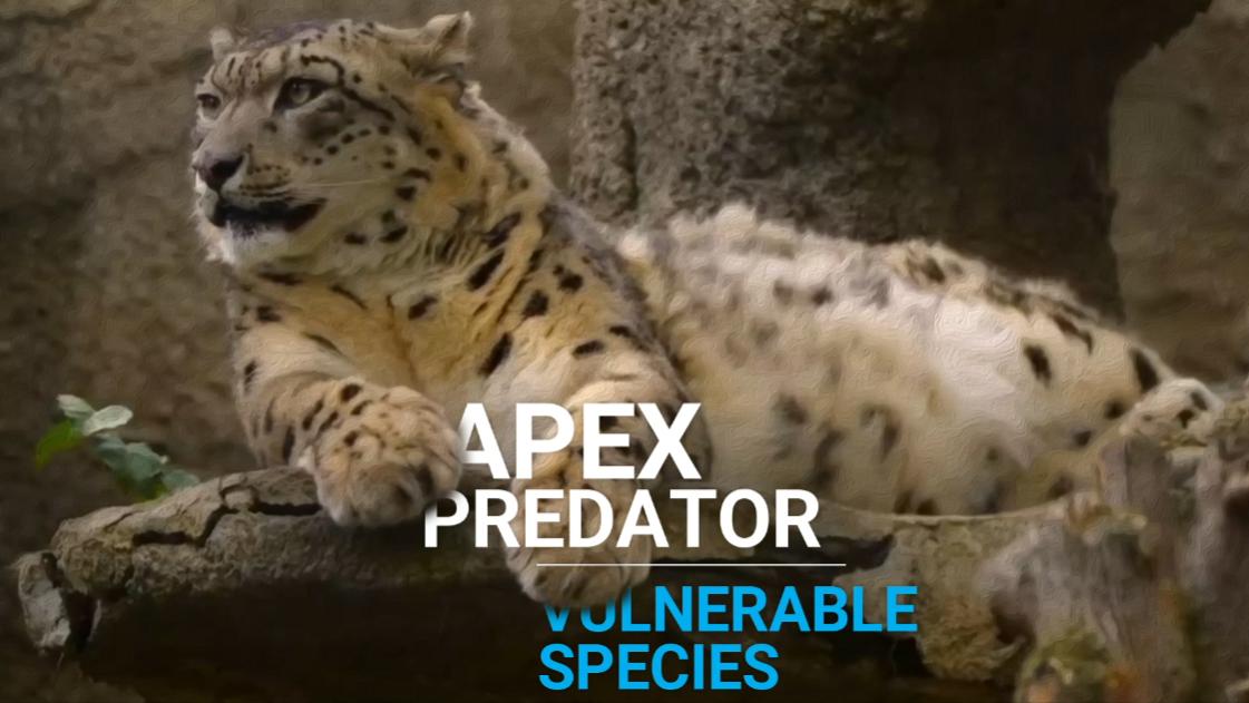 Snow leopard conservation efforts breed success