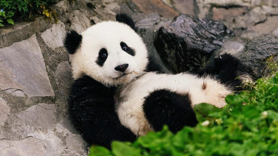 China's wild panda population nears 1,900