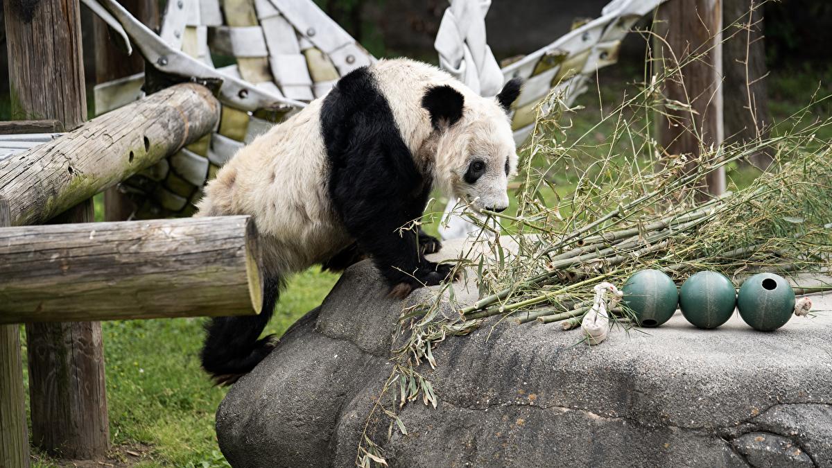 Millions welcome Ya Ya as panda arrives in Shanghai