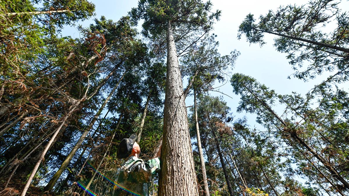 The eyes of the forest