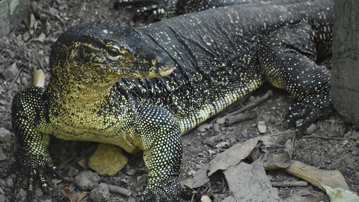 1.5-meter-long water monitor lizard makes bid for freedom