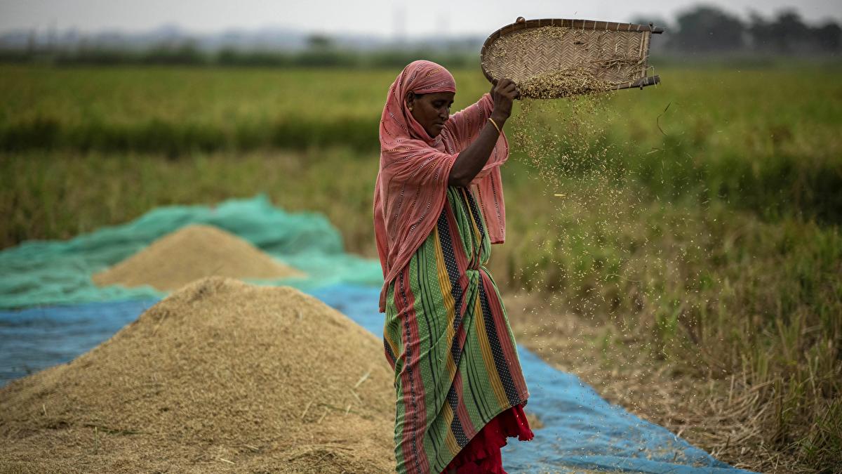 India rice export ban puts market on edge for copycat curbs