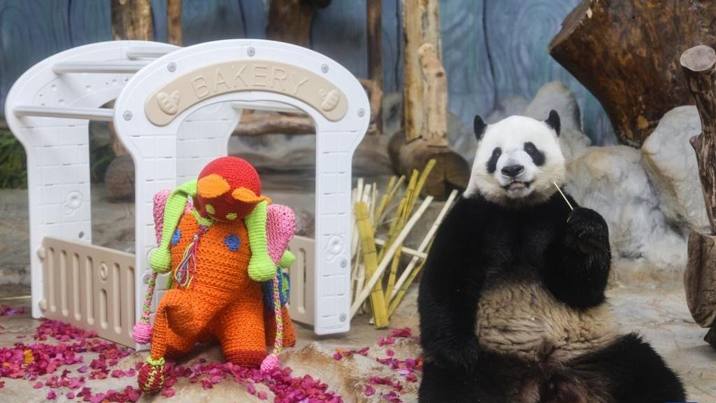 Celebration ceremony held for giant pandas in Hainan