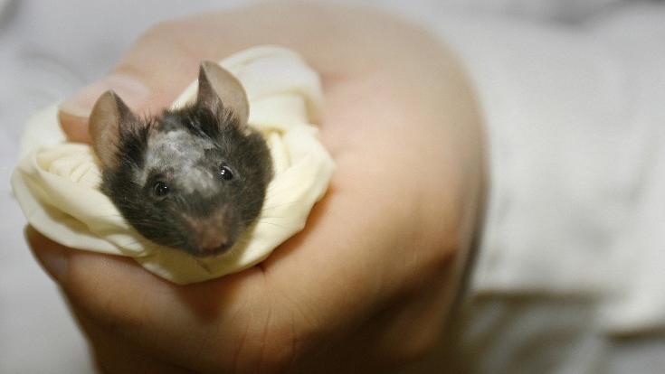 Scientists edit mice genes to tackle autism