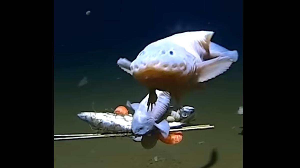 Deepest-ever fish caught and filmed off Japan by scientists