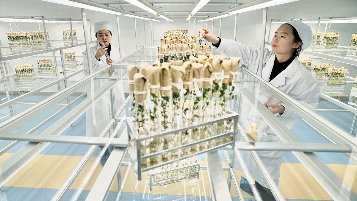 Scientists eye space potatoes' growing potential in the field