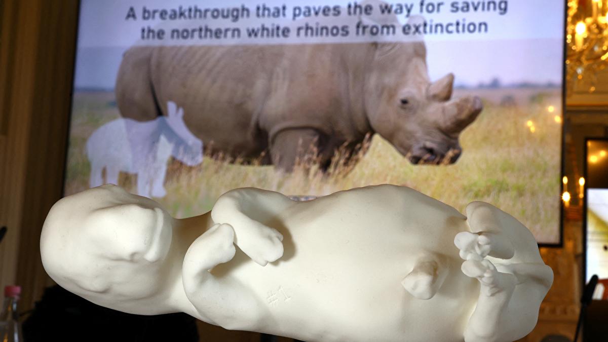 Hope for subspecies after first white rhino IVF pregnancy
