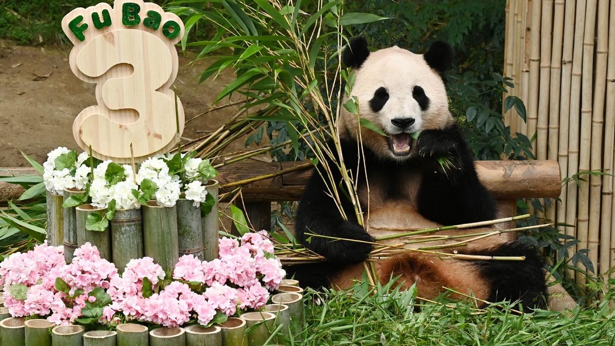 China's giant pandas in good health overseas