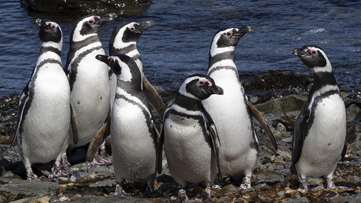 In wake of disasters, Chile animal shelter offers hope