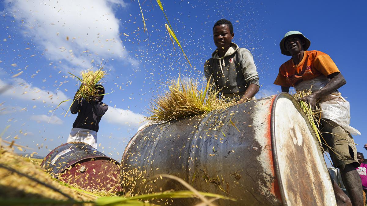 Madagascar turns to hybrid rice