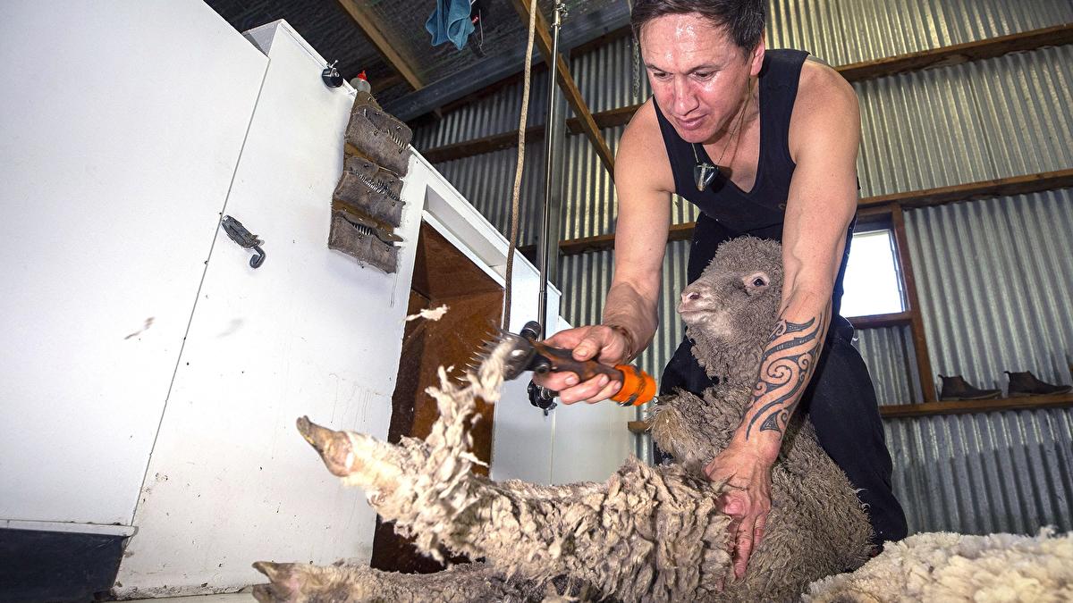 Shear bliss for pampered sheep in New Zealand