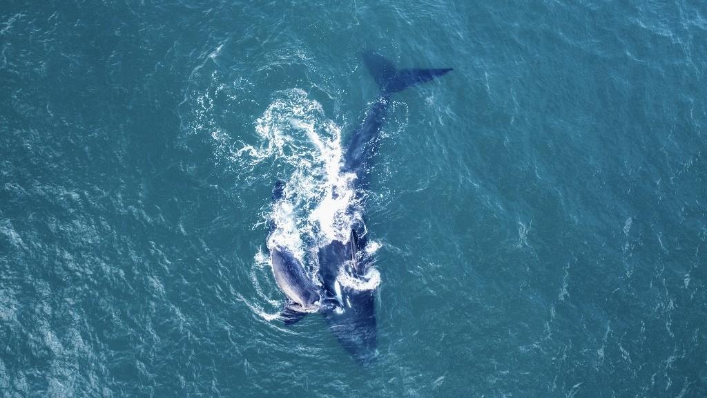 Study: Deep-sea mining may disrupt whale communication