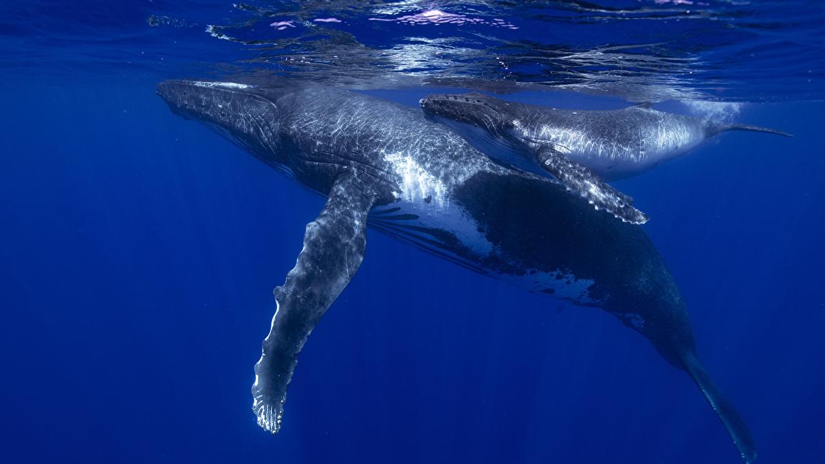 Scientists discover the anatomy behind the songs of baleen whales