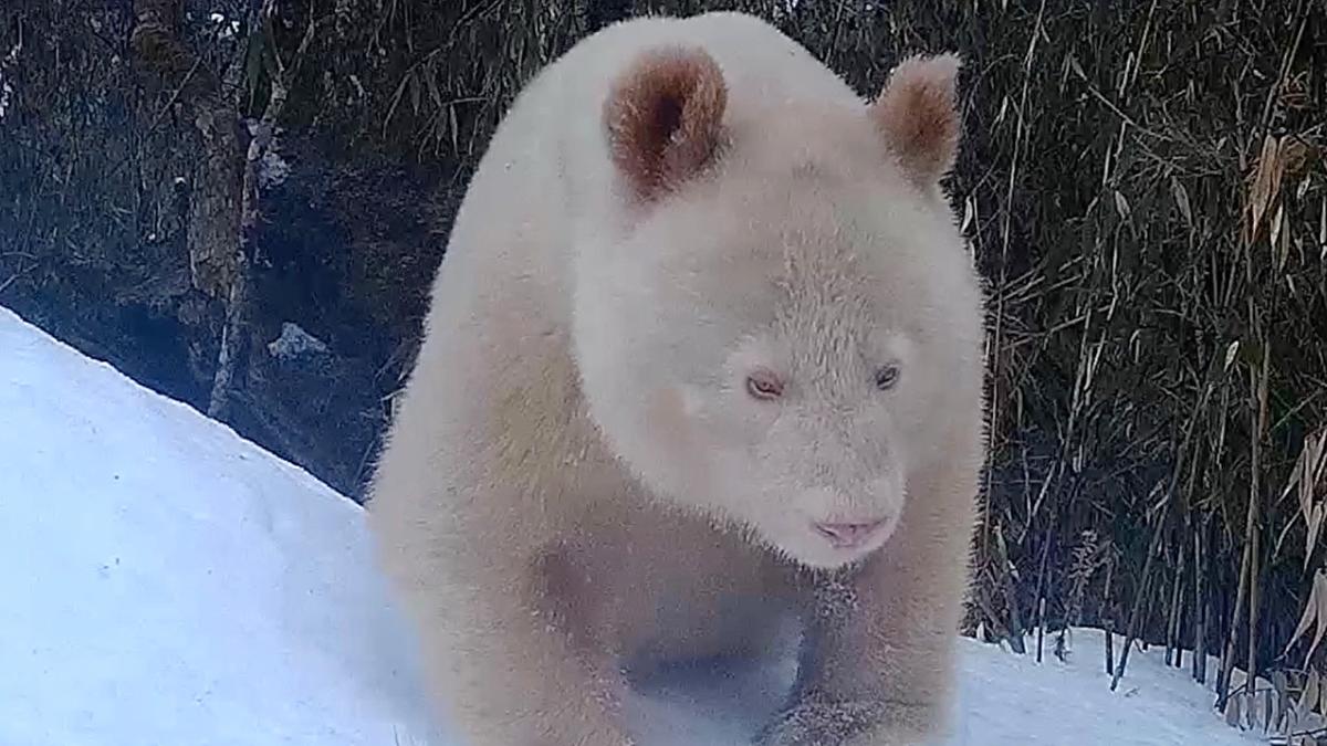 Researchers monitor activity of rare white panda