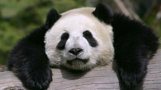 Giant pandas enjoy colorful life with their 'human family' in HK