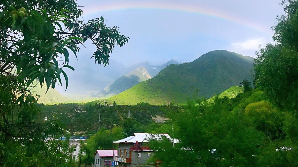 'Tallest' tree in Asia discovered in China's Tibet