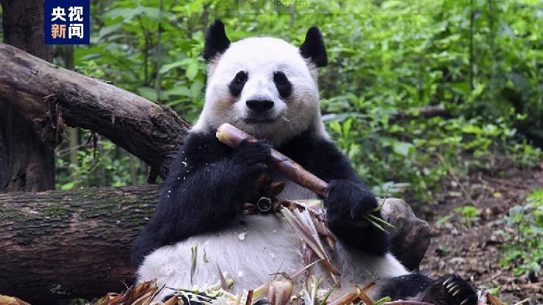 Giant panda, Cheng Gong, dies aged 23 in Chengdu