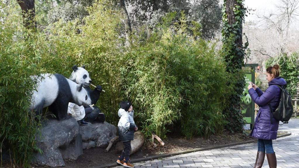 Panda family returns from Spain, new pair awaited