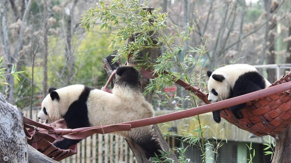 Giant panda family back home from Spain