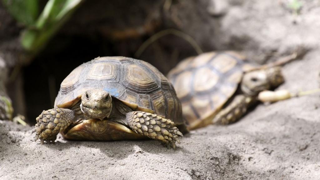 Pandemic peace brings new life to threatened Senegalese turtles